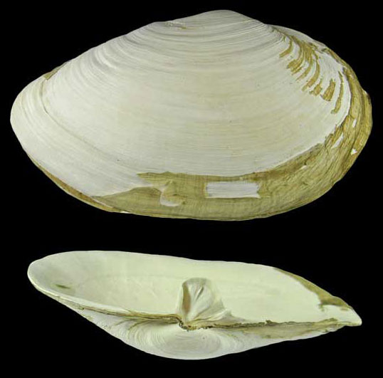 Bivalve-Identification